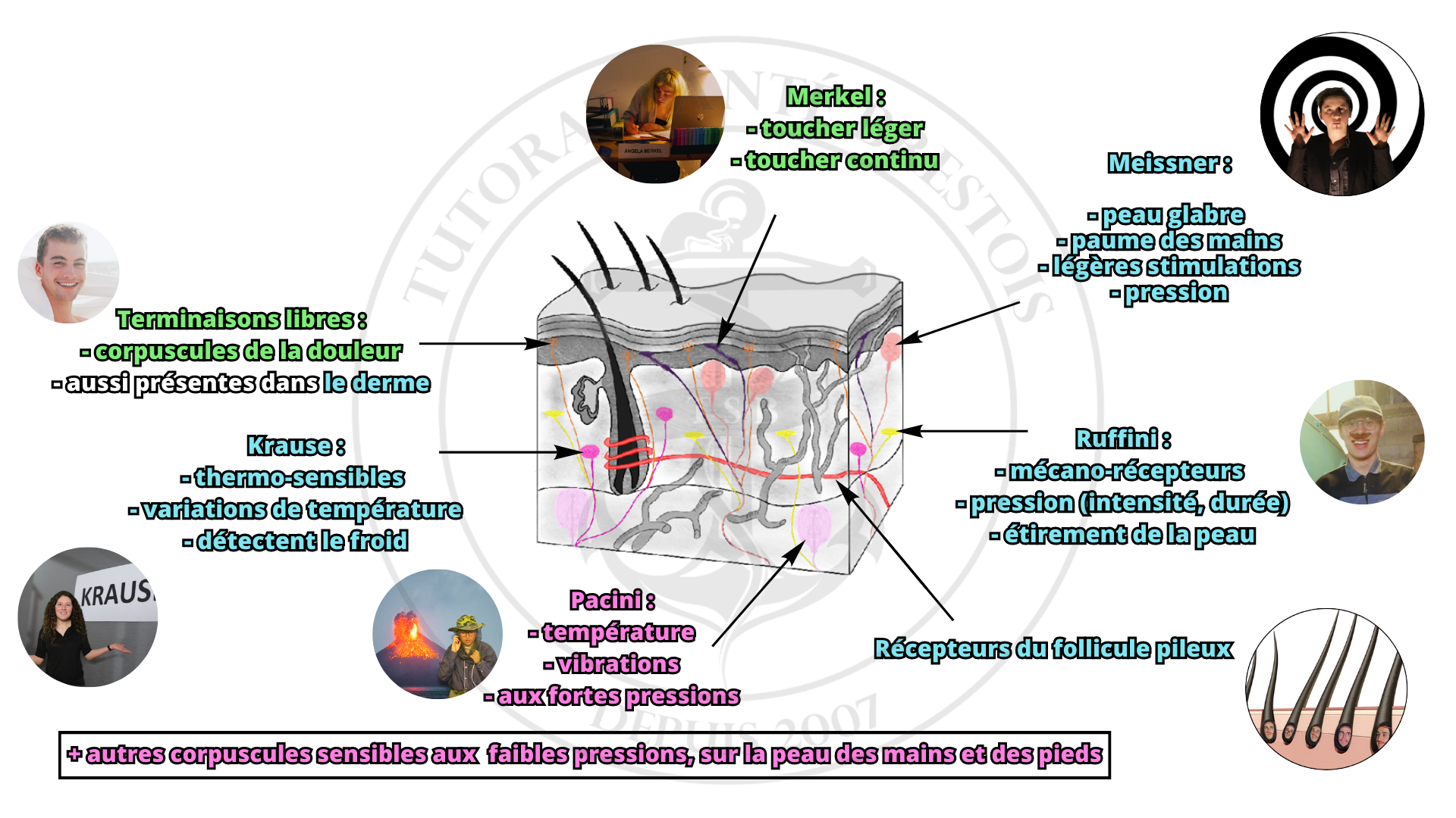 Schémas Les récepteurs du tact - Tutorat Santé Brestois